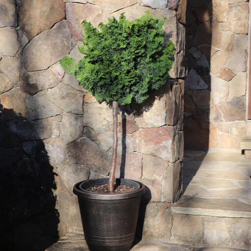 Dwarf Hinoki Cypress Tree Adds a Happy Atmosphere to Your Festivals ...